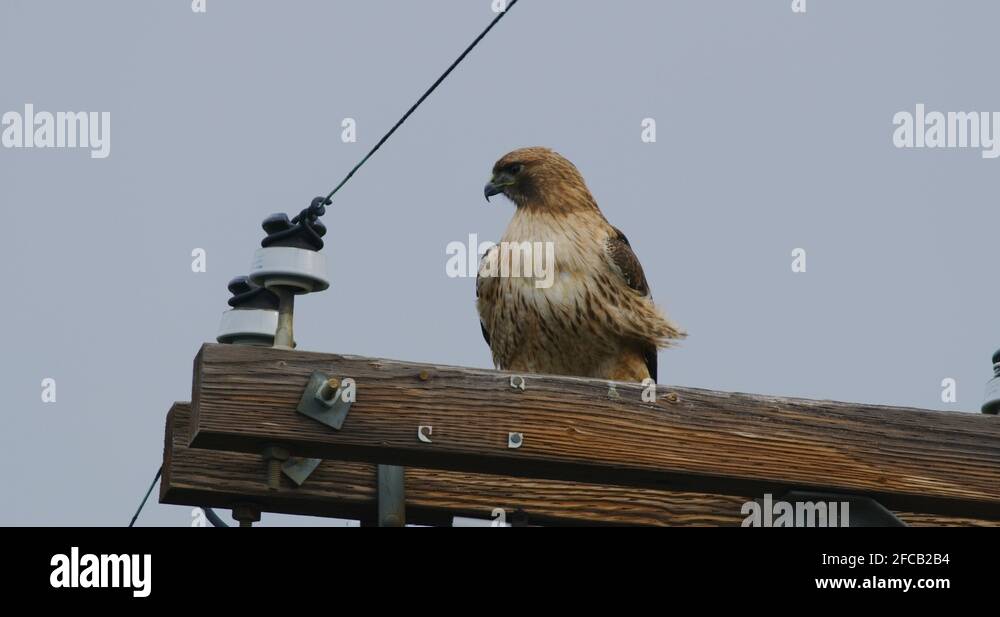 Red tailed hawk sitting on electric pole seen in Los Angeles ...
