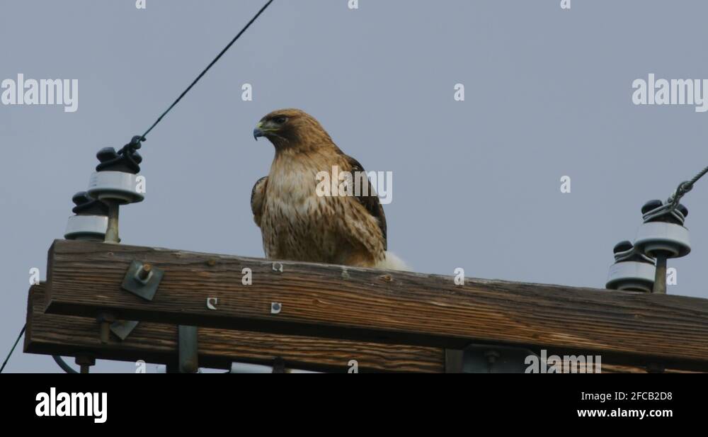 Red tailed hawk sitting on electric pole seen in Los Angeles ...