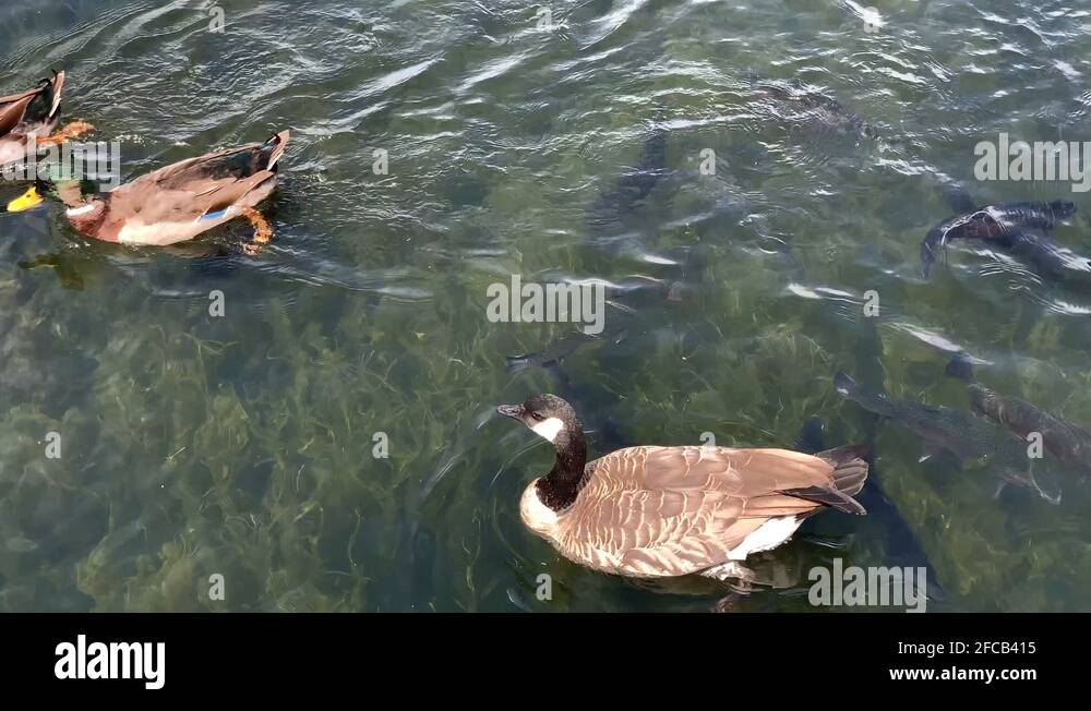 Canadian honker Stock Videos & Footage - HD and 4K Video Clips - Alamy