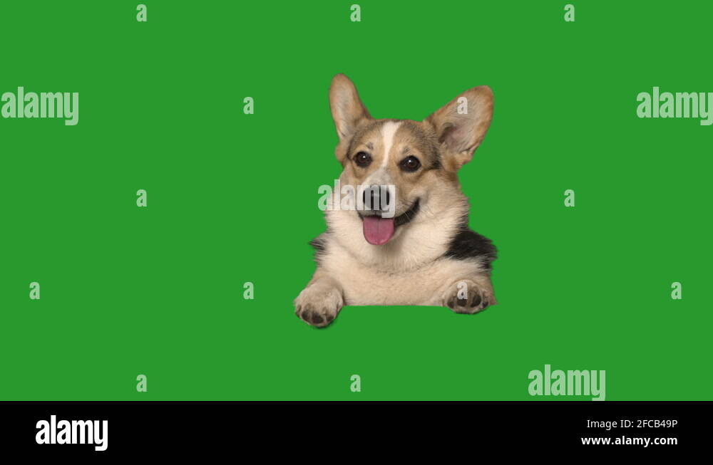 welsh corgi peeks out and looks carefully on a green screen Stock Video ...
