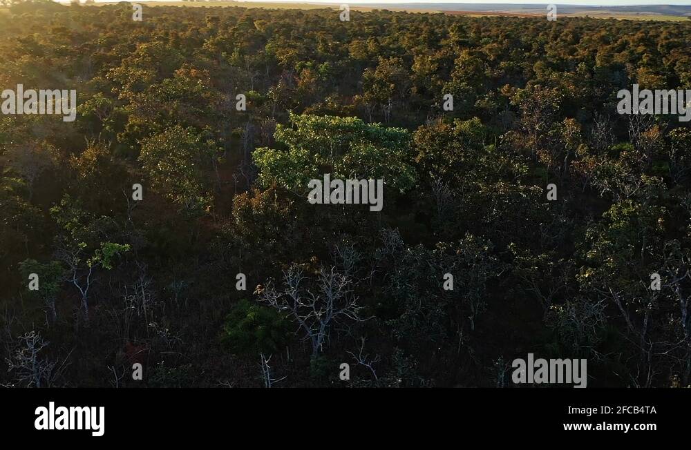 South american timber Stock Videos & Footage - HD and 4K Video Clips ...