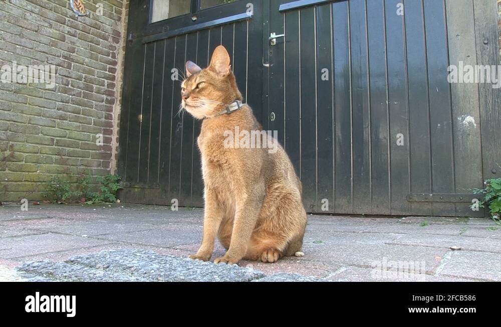 Garage cat Stock Videos & Footage - HD and 4K Video Clips - Alamy