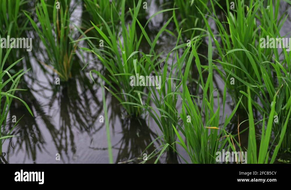 background view new green field healthy rice business. agriculture ...