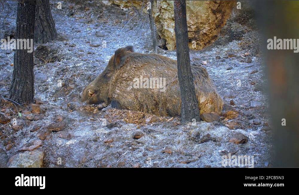 Burnt animals Stock Videos & Footage - HD and 4K Video Clips - Alamy