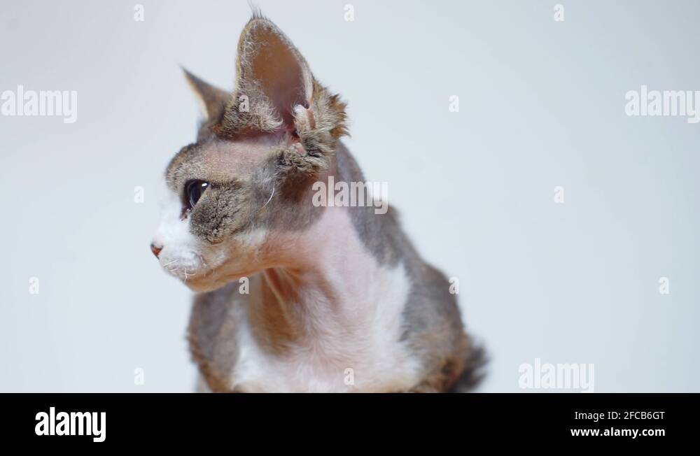 Devon rex face Stock Videos & Footage - HD and 4K Video Clips - Alamy