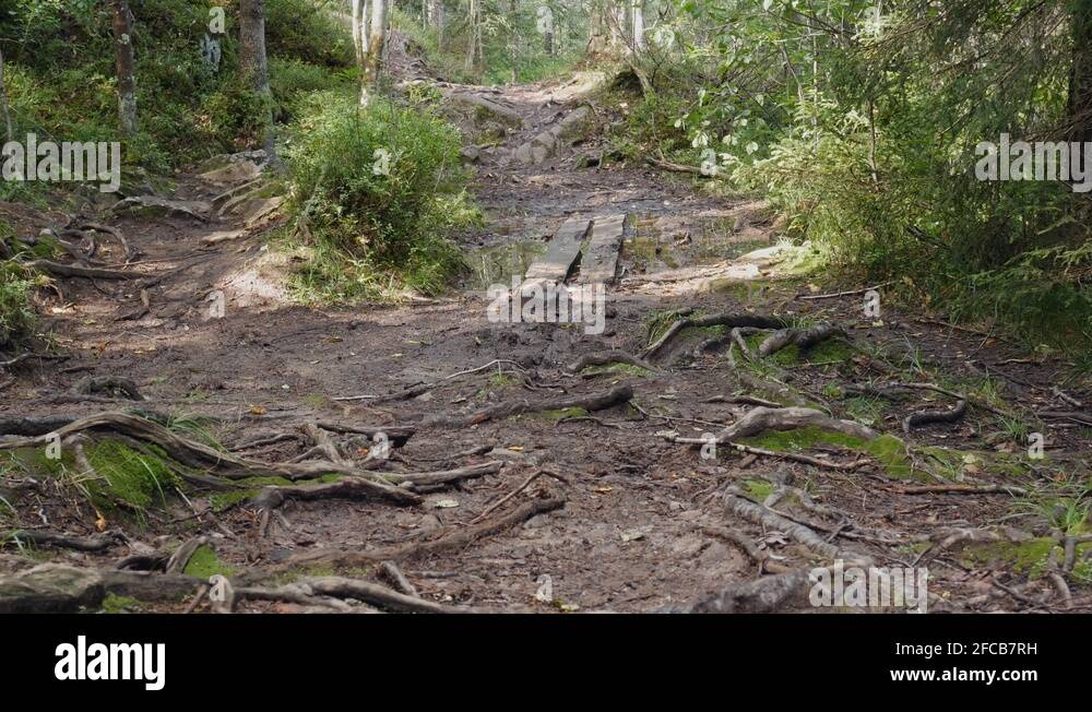 Muddy Ground in the Forest With Exposed Tree Roots and Wooden Planks ...