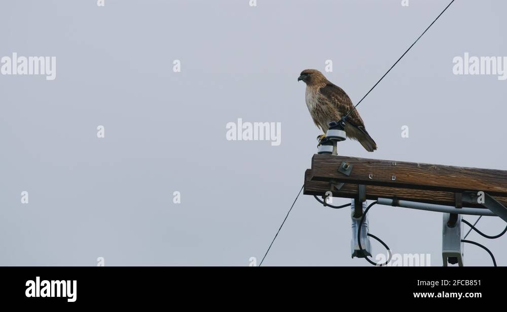 Red tailed hawk sitting on electric pole seen in Los Angeles ...