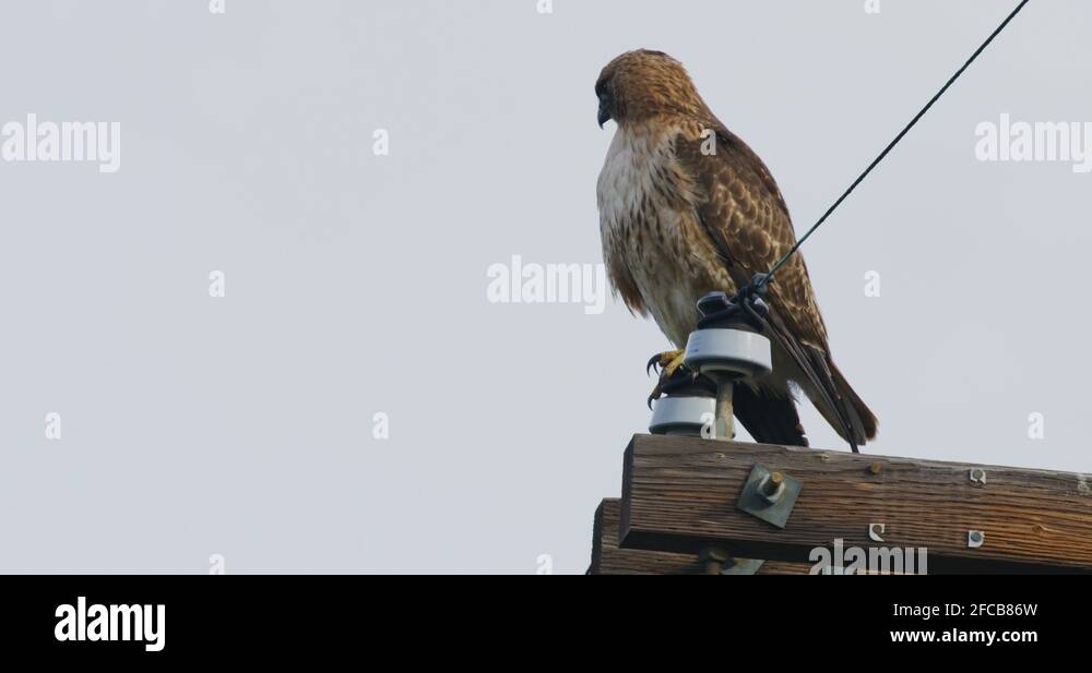 Red tailed hawk sitting on electric pole seen in Los Angeles ...