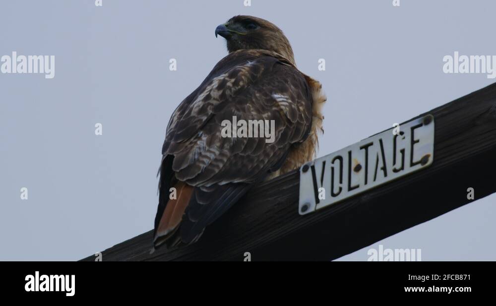Red tailed hawk sitting on electric pole seen in Los Angeles ...