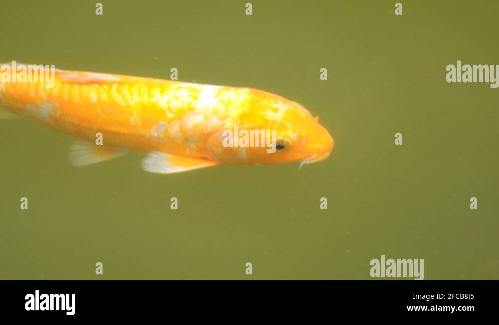 Koi carp orange fish aquarium Stock Videos & Footage - HD and 4K Video ...