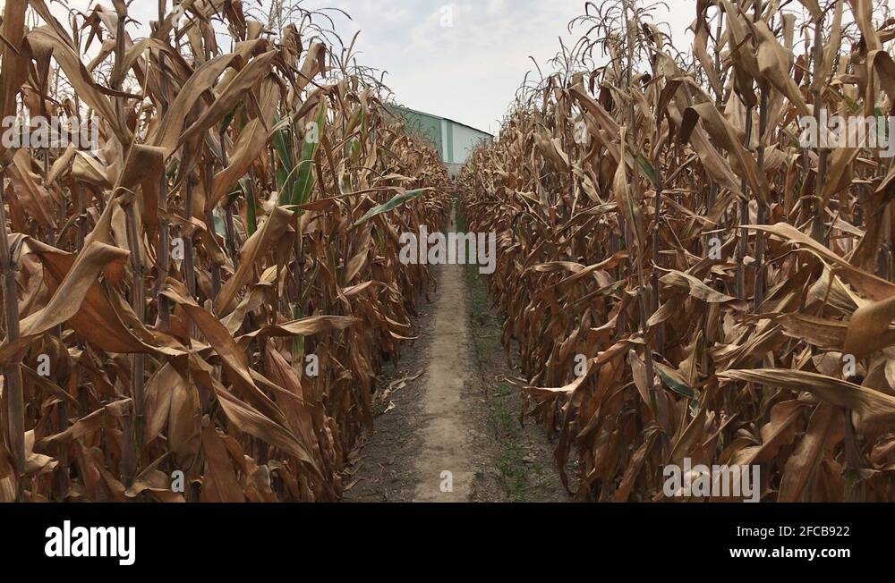 Dry corn plantation Stock Videos & Footage - HD and 4K Video Clips - Alamy