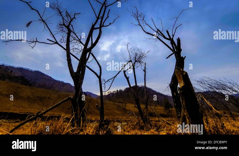 The death of grass Stock Videos & Footage - HD and 4K Video Clips - Alamy