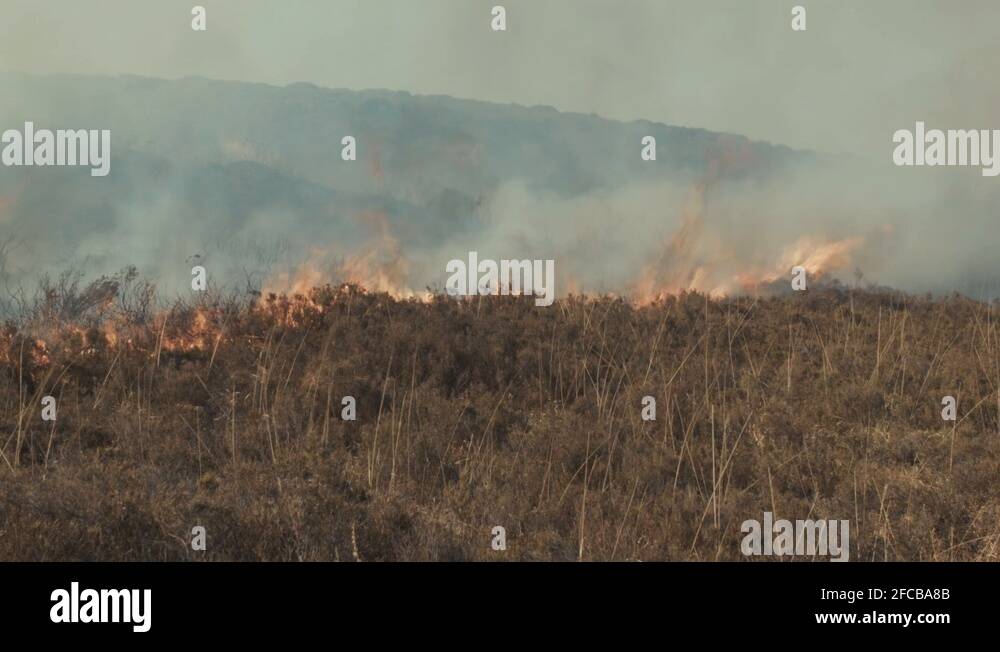 Fire Tree Burning Tree Concept For Global Warming Forest