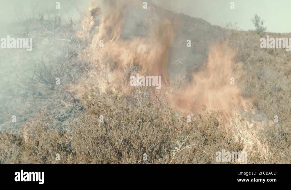 Spreading Shrub Stock Videos And Footage Hd And 4k Video Clips Alamy
