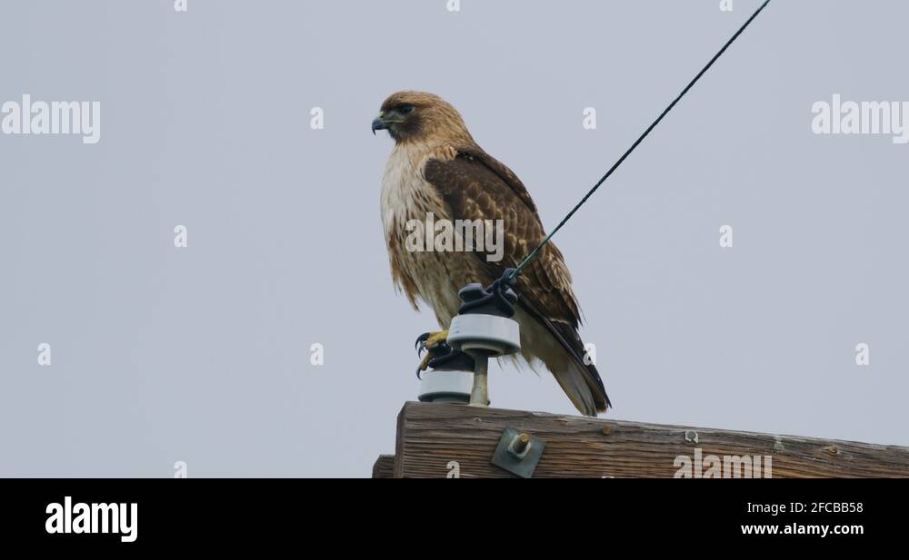 Red tailed hawk sitting on electric pole seen in Los Angeles ...