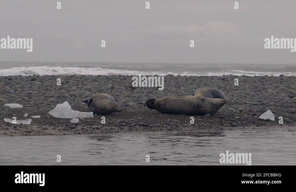 Cold water on grey beach Stock Videos & Footage - HD and 4K Video Clips ...
