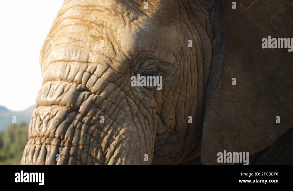 Extreme close up of an elephant's head, skin, trunk, mouth, and eyes ...