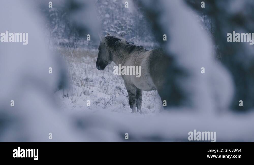 Wild mare seen in Stock Videos & Footage - HD and 4K Video Clips - Alamy