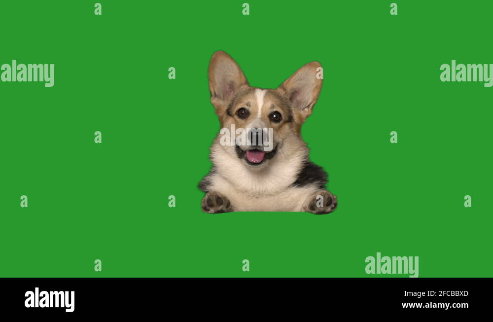 corgi peeks out and looks carefully on a green screen Stock Video ...