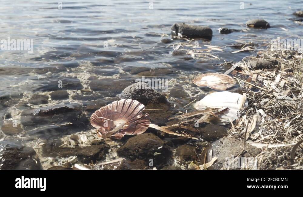 Underwater shells Stock Videos & Footage - HD and 4K Video Clips - Alamy