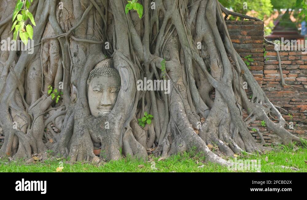 Buddha stone bodhi tree Stock Videos & Footage - HD and 4K Video Clips ...