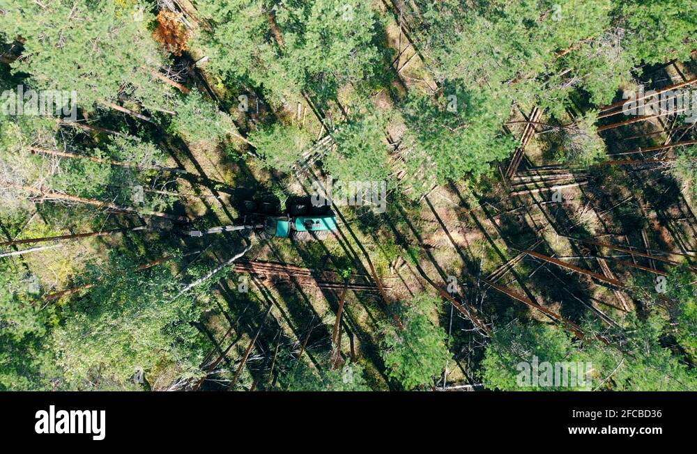 Timber felling timber felling Stock Videos & Footage - HD and 4K Video ...