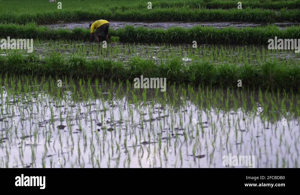 background view young green shoot of rice. view of traditional terraces ...