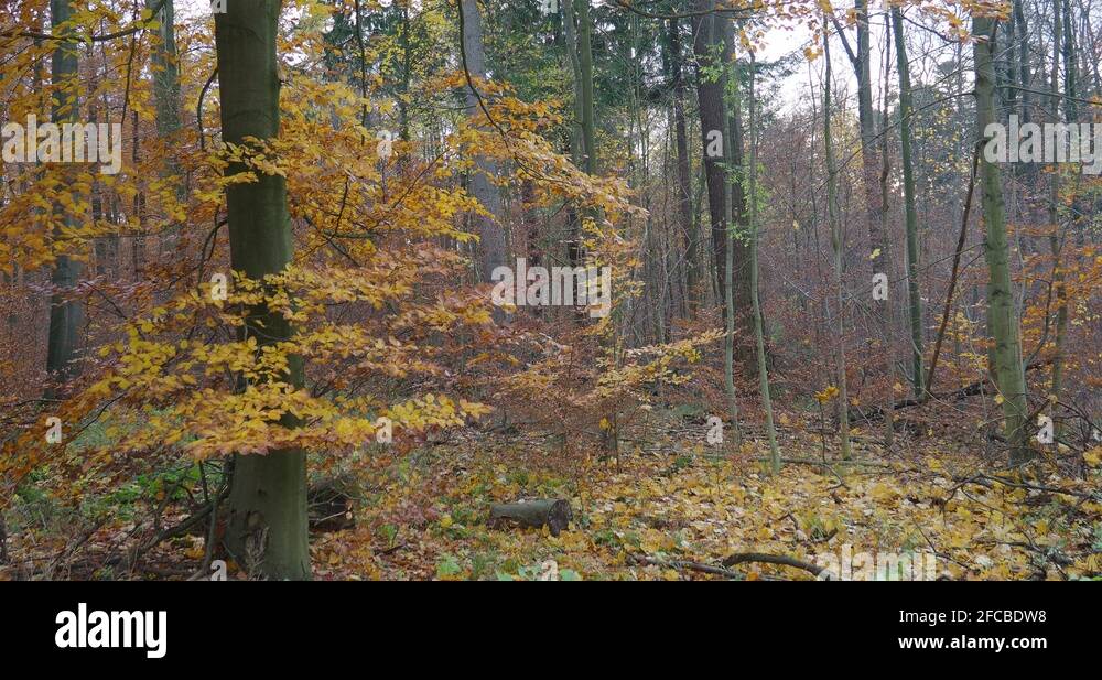 German fall landscape Stock Videos & Footage - HD and 4K Video Clips ...