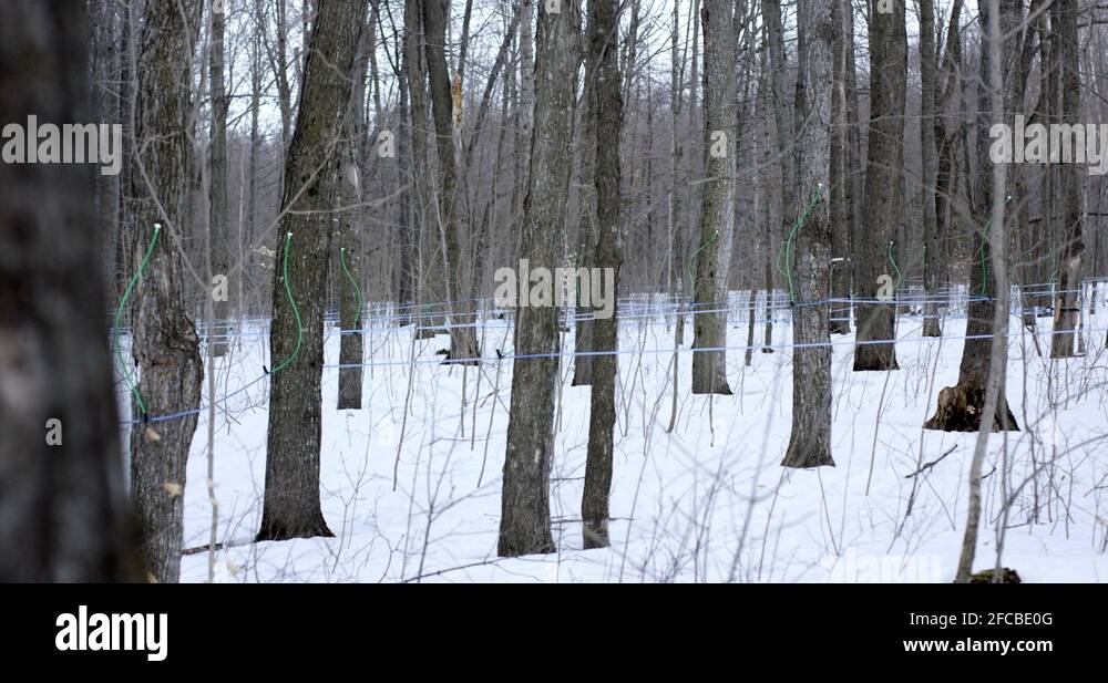 Maple syrup trees Stock Videos & Footage - HD and 4K Video Clips - Alamy