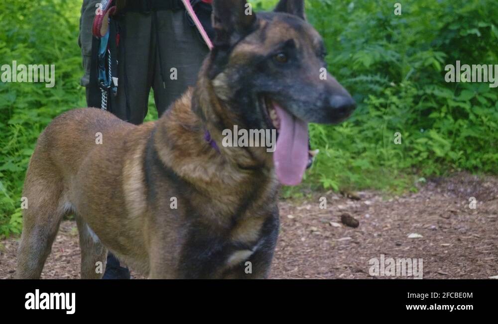 Belgian Malinois dog resting with his tongue out after a walk. SLOW ...