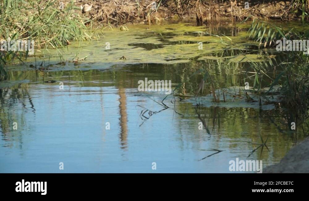 Swamp shrubs Stock Videos & Footage - HD and 4K Video Clips - Alamy