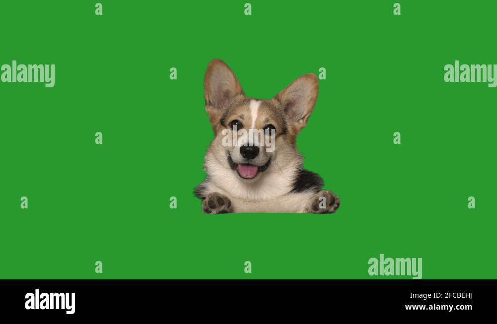 welsh corgi peeks out and looks carefully on a green screen Stock Video ...