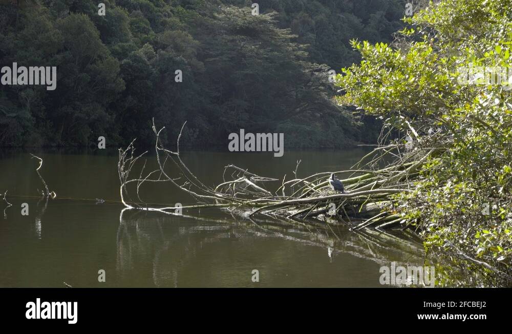 Shag lake Stock Videos & Footage - HD and 4K Video Clips - Alamy