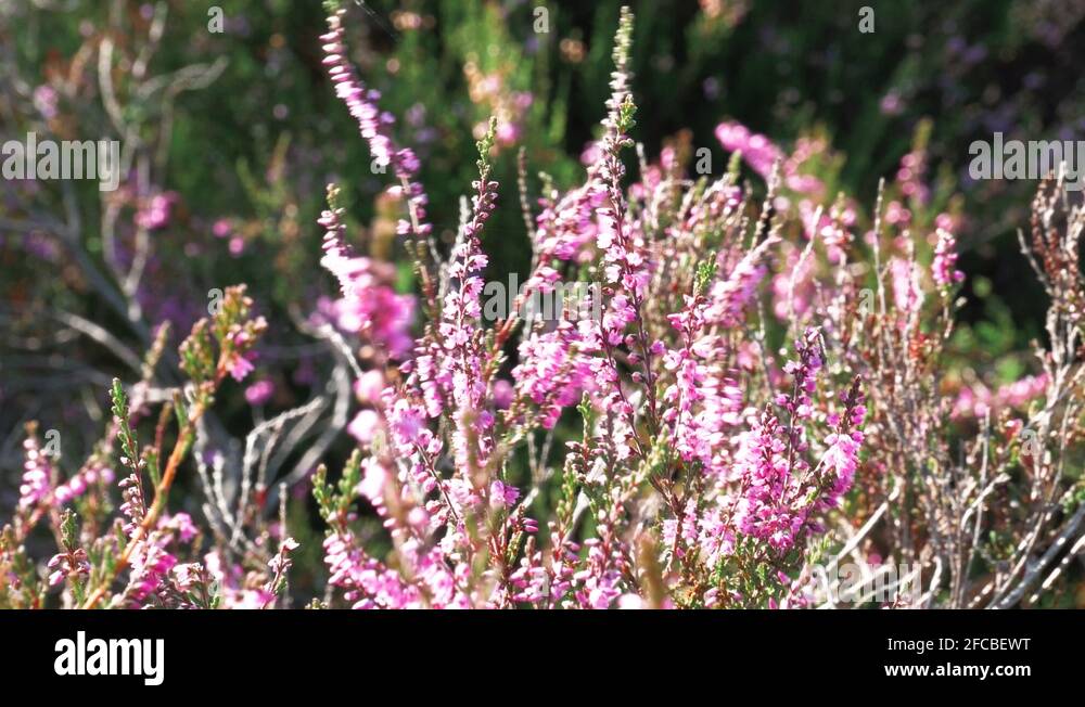 Heather branches Stock Videos & Footage - HD and 4K Video Clips - Alamy