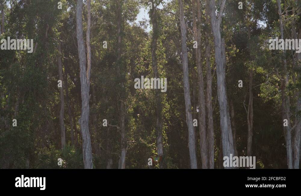 Australian paperbark tree Stock Videos & Footage - HD and 4K Video ...