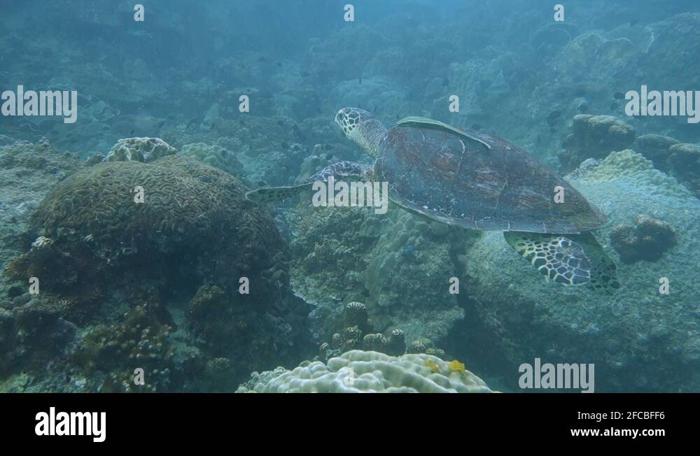 Looking at a turtle Stock Videos & Footage - HD and 4K Video Clips - Alamy