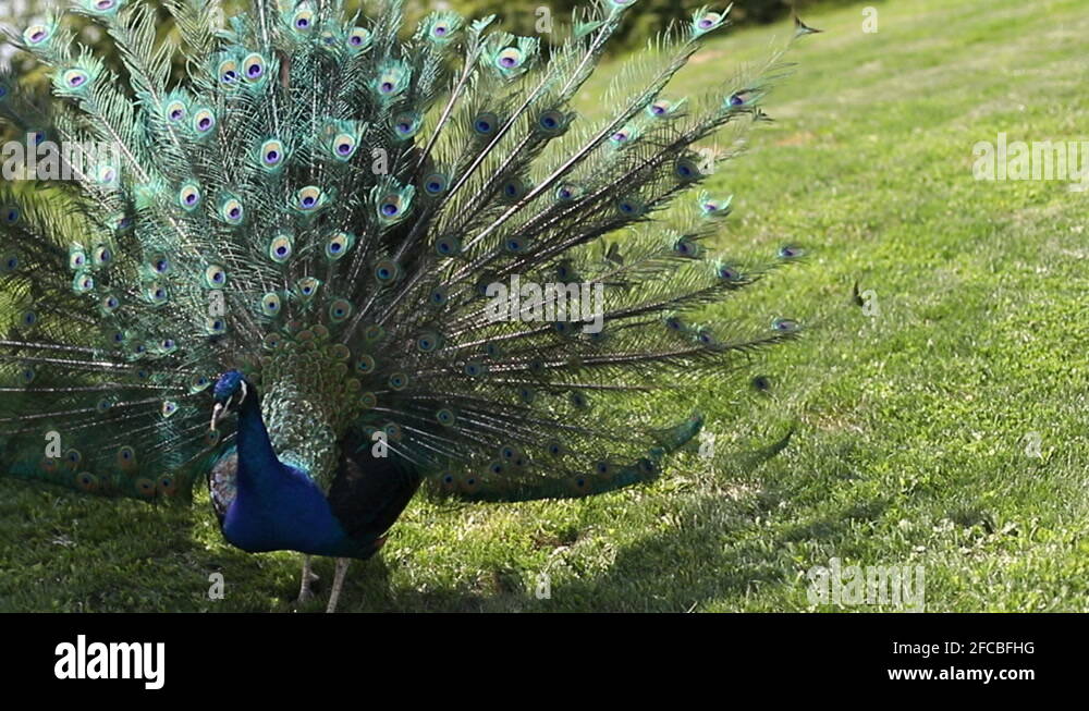 Green peacocks tail Stock Videos & Footage - HD and 4K Video Clips - Alamy