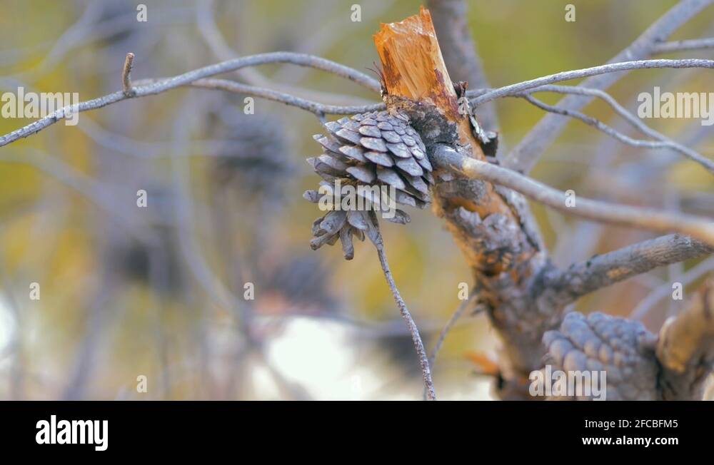Sour sop tree Stock Videos & Footage - HD and 4K Video Clips - Alamy