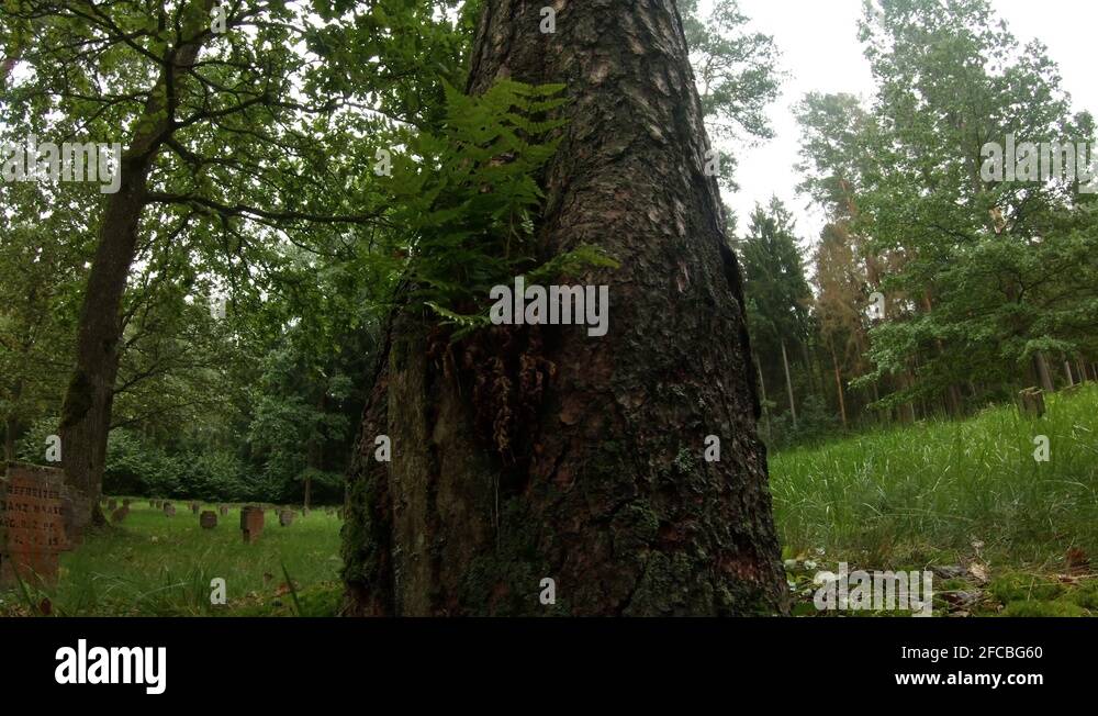 WWI German Soldiers And Victims Cemetery In The Forest. Pan Right Stock ...