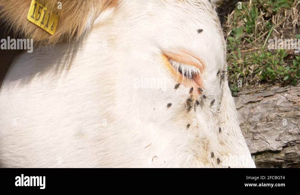 Cow with flies on its face Stock Videos & Footage - HD and 4K Video ...