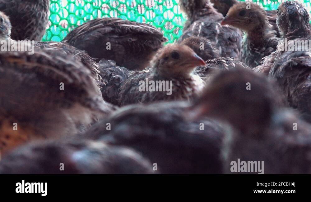 Captive birds Stock Videos & Footage - HD and 4K Video Clips - Alamy