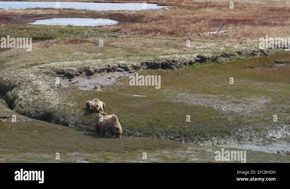 Alaskan environment Stock Videos & Footage - HD and 4K Video Clips - Alamy