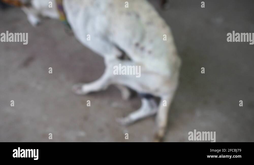 Dog disability leg Stock Videos & Footage - HD and 4K Video Clips - Alamy