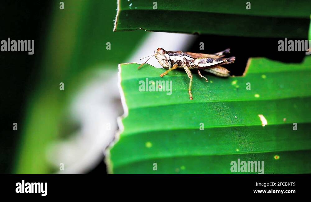 Grasshopper eating leaf Stock Videos & Footage - HD and 4K Video Clips ...