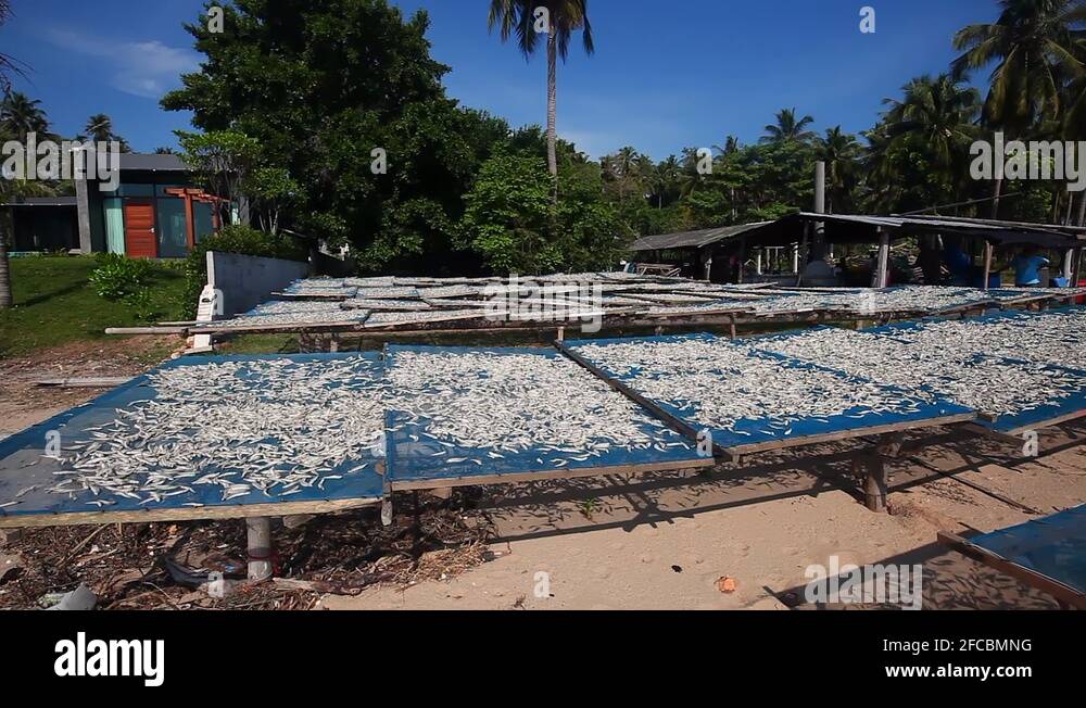 Grid for fishing Stock Videos & Footage - HD and 4K Video Clips - Alamy