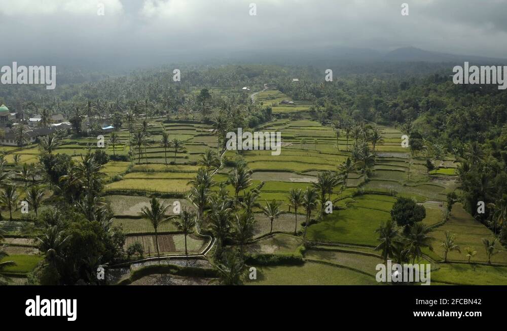 Indonesian rice fields aerial Stock Videos & Footage - HD and 4K Video ...