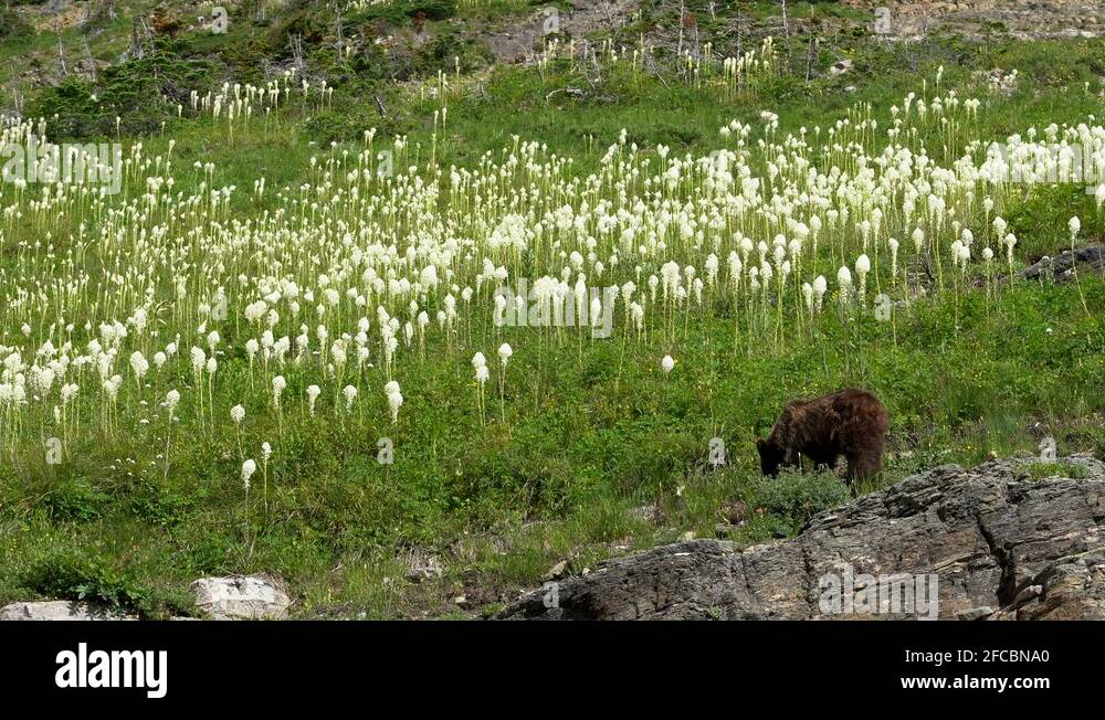 Wild Grizzly Bear Burrowing For Nourishment In An Open Lush Field In ...