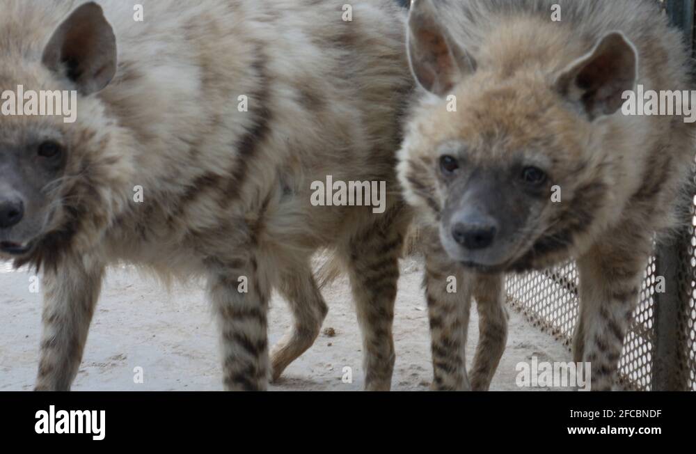 Zoo hyenas Stock Videos & Footage - HD and 4K Video Clips - Alamy