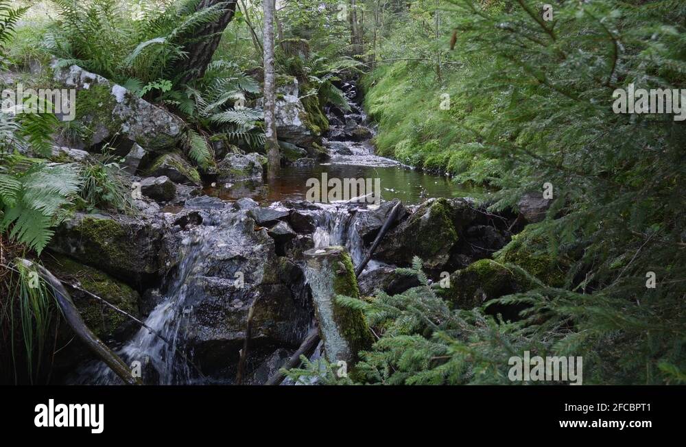 Stream Forming a Pool as Water Cascades Over the Rocks in the Forest 4K ...