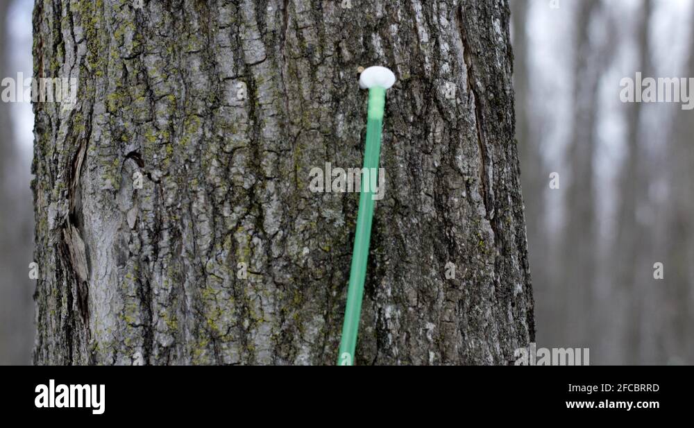 Amber bush Stock Videos & Footage - HD and 4K Video Clips - Alamy